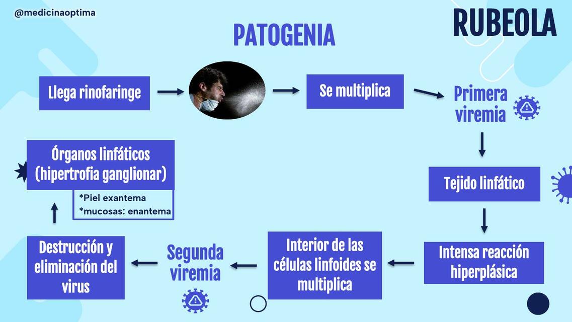 Patogenia de la Rubeola | Medicina Óptima | uDocz