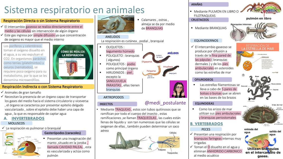 SIstema Respiratorio en Animales | Roxana Milagros | uDocz
