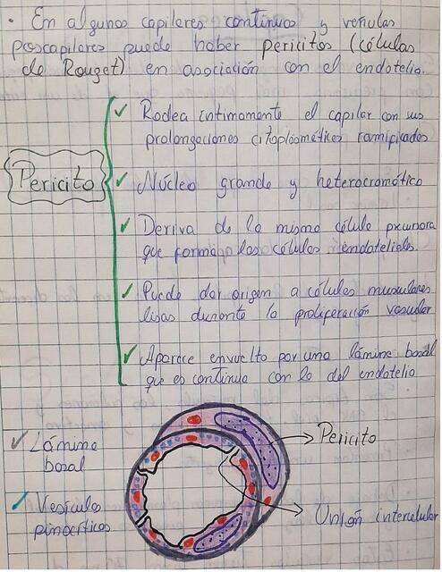 Pericitos - Histología | Modo Estudiante MEHU | uDocz