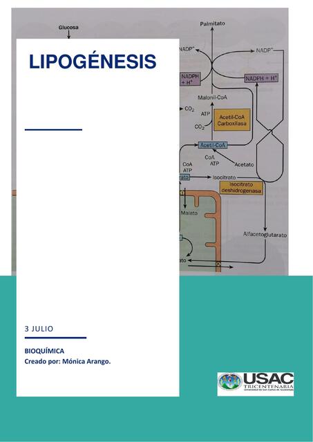Lipogénesis | CYNTHIA MICHELLE CHIGUIL GUZMAN | uDocz