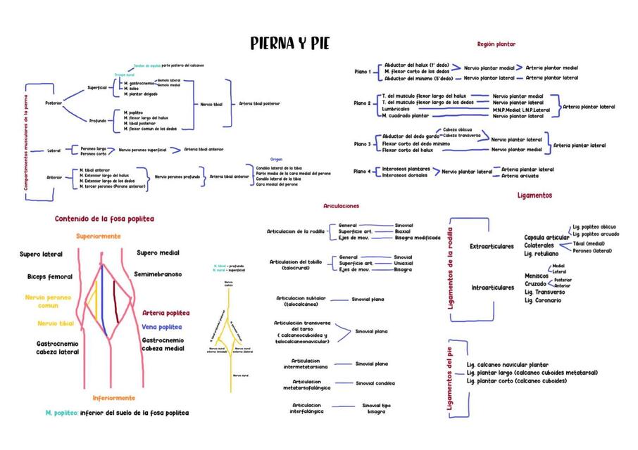 Pierna y pie | Rebeca Alfaro | uDocz