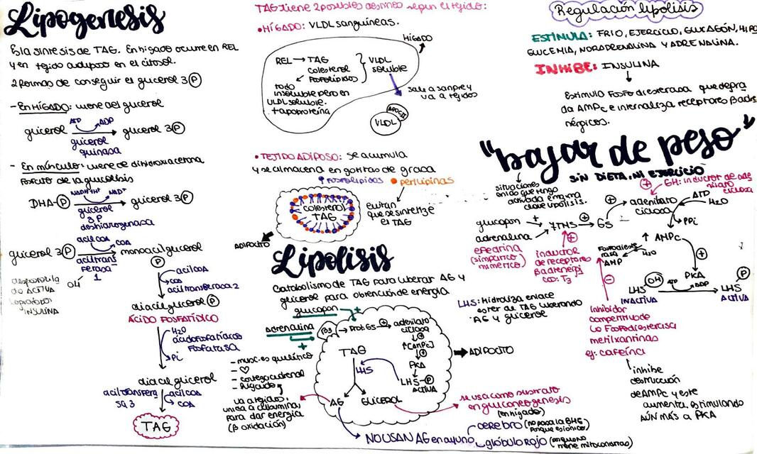 Lipolisis y lipogénesis | Jhonny Martinez perez | uDocz