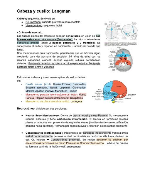 Embriología cabeza y cuello | Felipe | uDocz