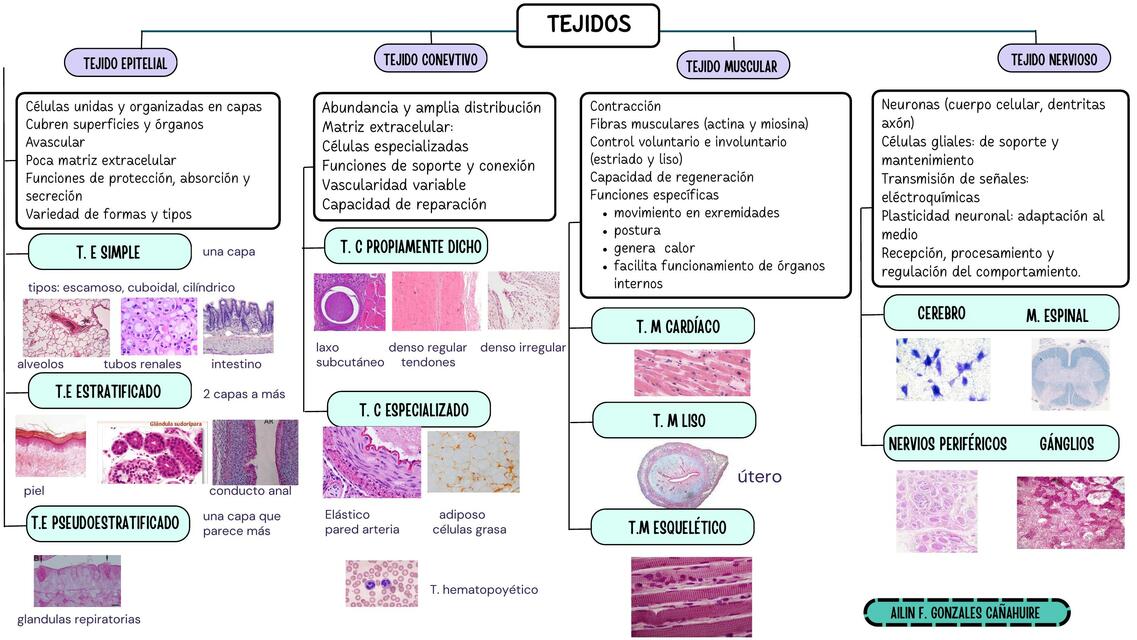 Tejidos: Mapa Mental | uDocz