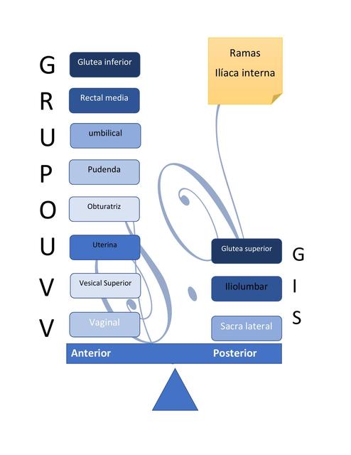 arteria iliaca | sandra cruz | uDocz