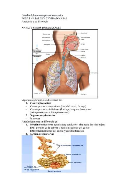 Estudio del tracto respiratorio superior | Melany Mendoza | uDocz