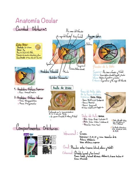 Anatomía ocular | Sofía Rincón Franco | uDocz
