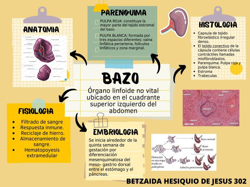 Mapa bazo | BETZAIDA HESIQUIO DE JESUS | uDocz