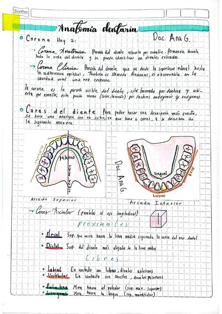 Anatomía dentaria generalidades | Ana Maria Garcia Valencia | uDocz
