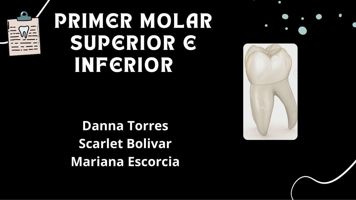 Primer molar superior e inferior | luz mariana escorcia hernandez | uDocz