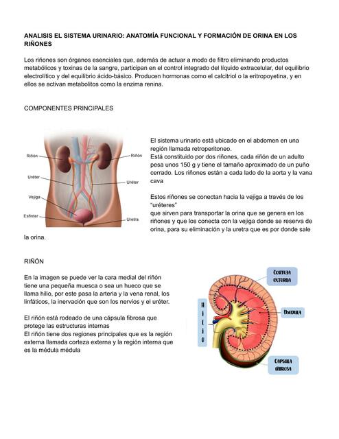 Sistema Urinario | Hinojosa Medina Diana Gabriela | uDocz