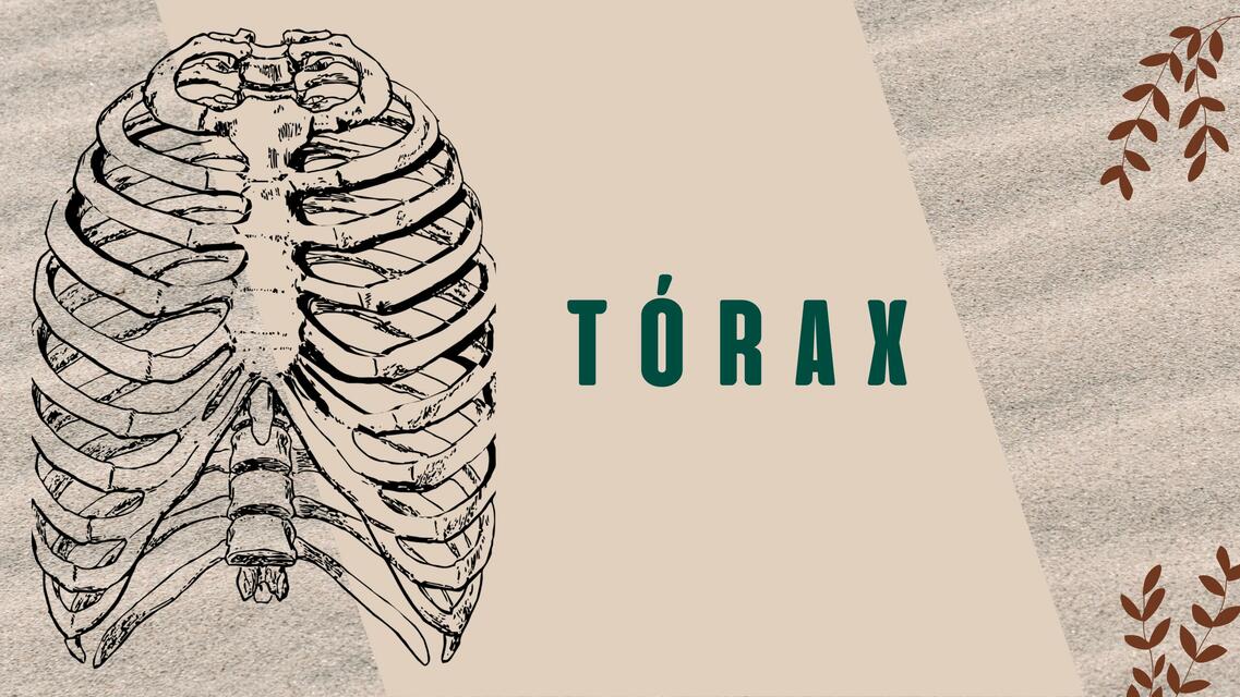 Tórax | Daniela Cruz | uDocz