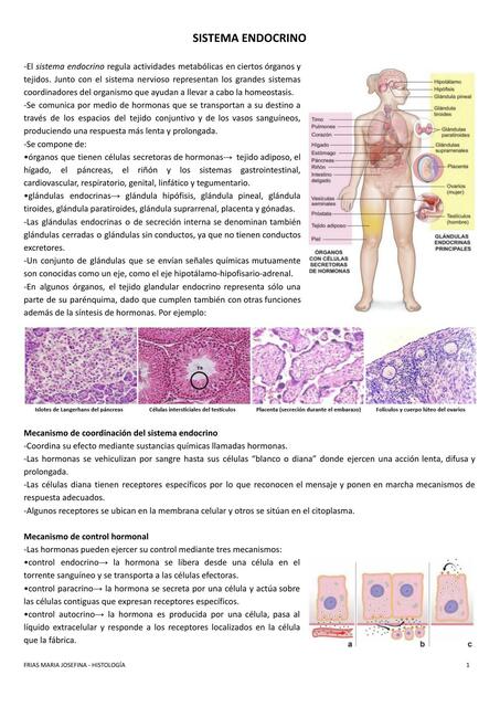 Sistema Endocrino - Histologia | MFrias | uDocz