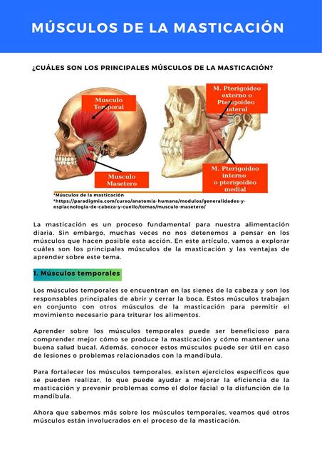 Músculos de la masticación | Facilitando tu estudio | uDocz