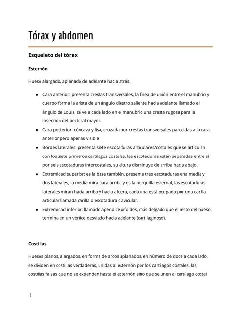 Torax y Abdomen art musculacion y hueso | Lara Ponzio | uDocz