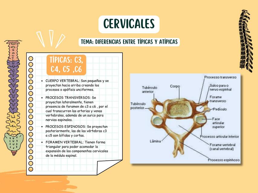 Cervicales | Rony Villa | uDocz