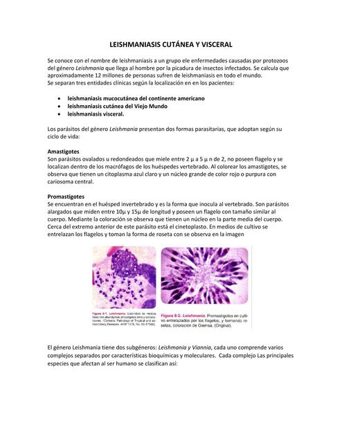 Leishmaniasis cutánea y visceral | Maria Bonilla | uDocz