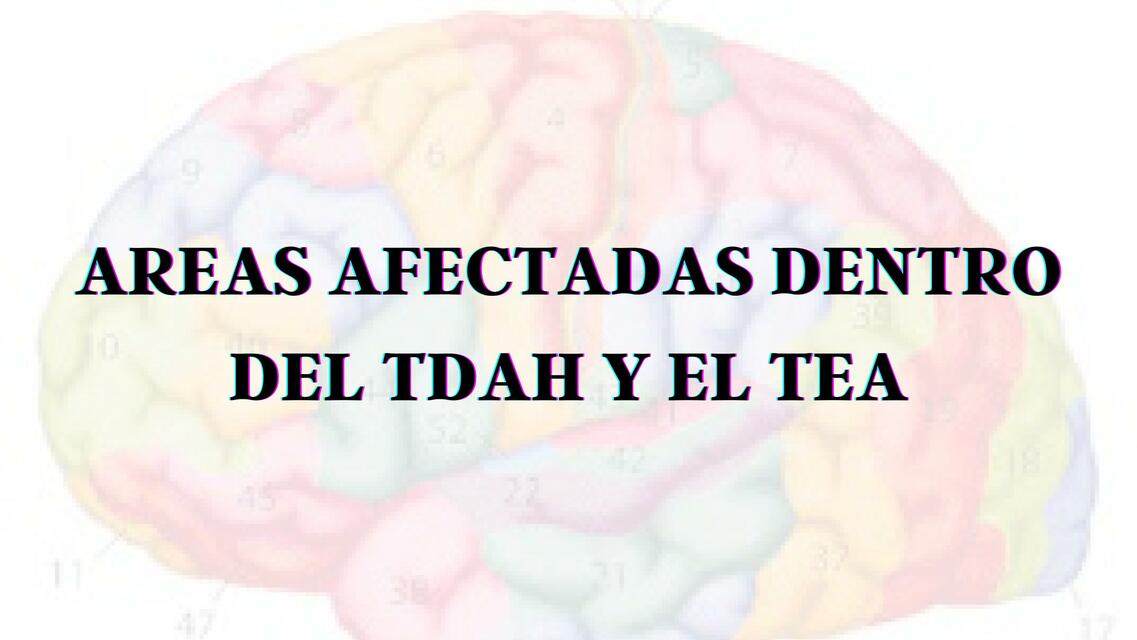 Áreas afectadas dentro del TDAH y TEA | Sue | uDocz