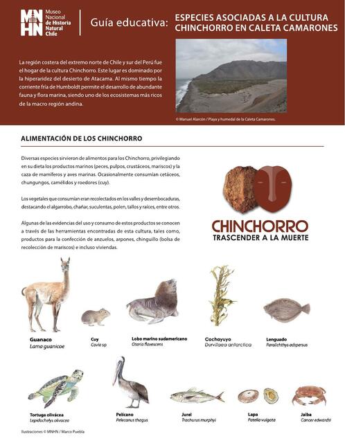 Especies asociadas a la cultura Chinchorro en caleta camarones | Mundo ...