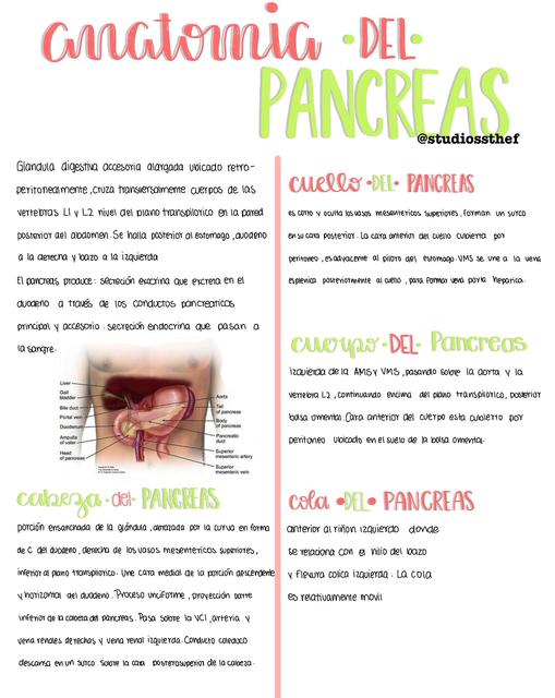 Pancreas | Esthefany Pérez Zambrana | uDocz