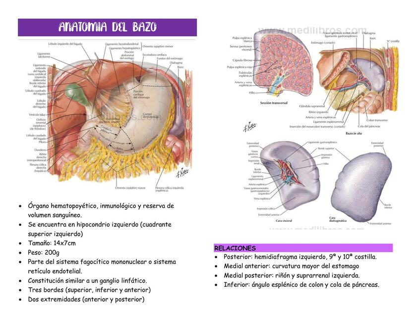 Anatomía del bazo | Ali_003 | uDocz