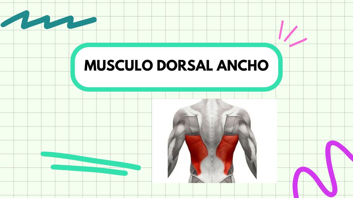 Flashcards de Musculo dorsal ancho | Por XIOMARA DE LOS ANGELES ...