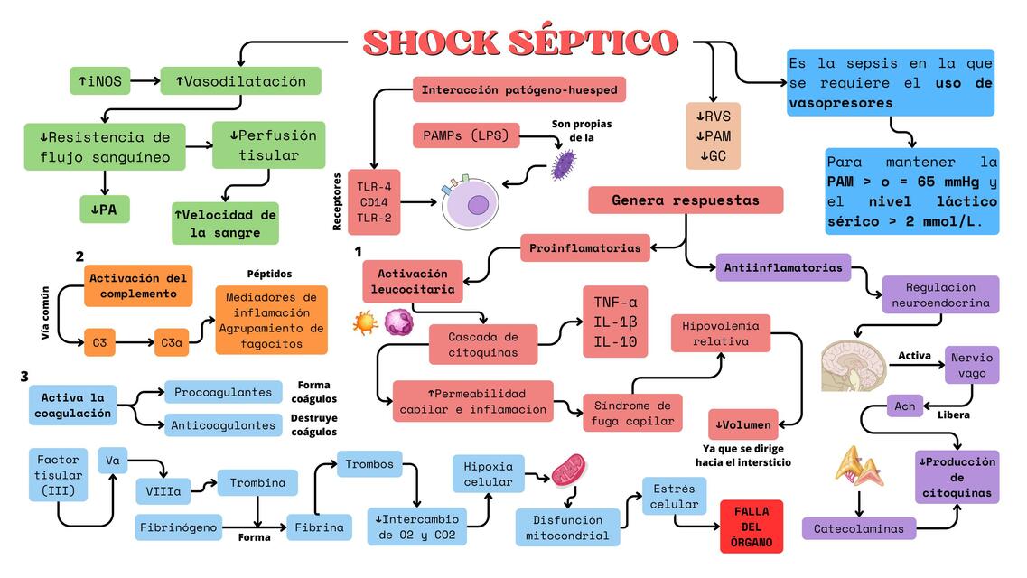 Shock séptico - Explicación fisiopatológica | Eduardo Rivero | uDocz