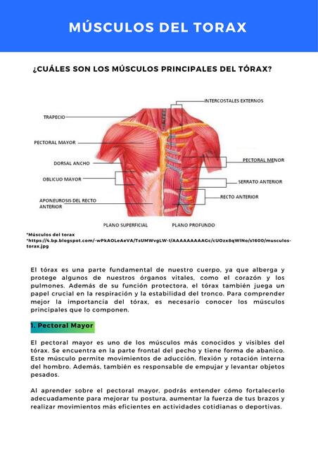 Músculos del torax | Facilitando tu estudio | uDocz