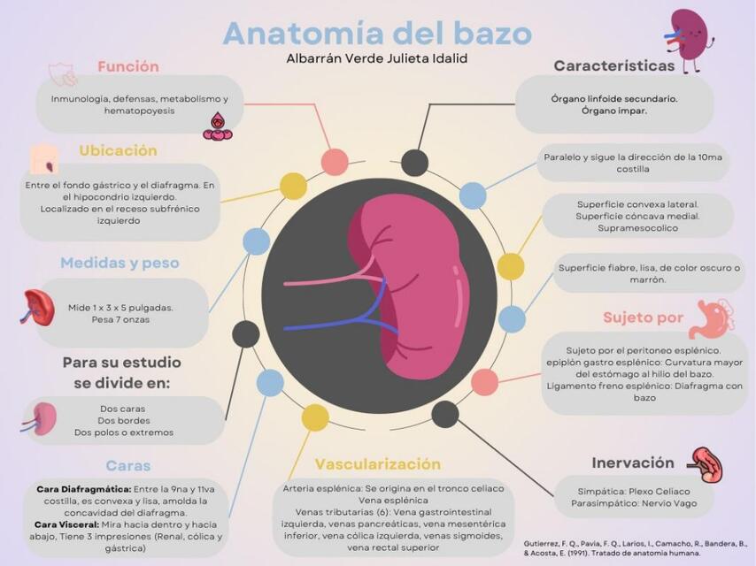 Anatomía del bazo | uDocz