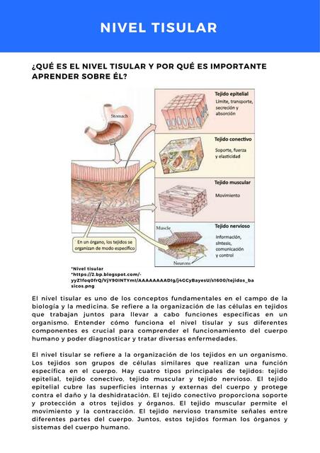Nivel Tisular | Facilitando tu estudio | uDocz