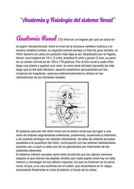 Anatomía y Fisiología del Sistema Renal | jimena tangoa tapullima | uDocz