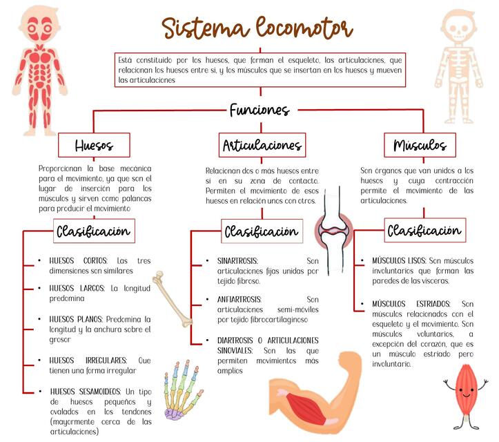 31 Mapa Mental Del Sistema Locomotor Pics Dato Mapa Mapas