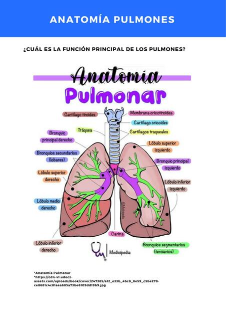 Anatomía pulmones | Facilitando tu estudio | uDocz