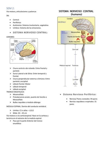 Vía motora, articulaciones y palancas | Sebas Guev | uDocz