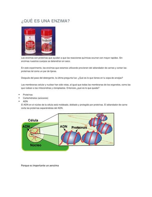 Enzima | SEBASTIAN ALONSO ORTEGA GARCIA | uDocz