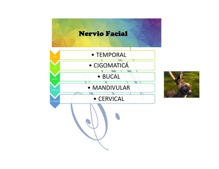 NERVIO FACIAL | sandra cruz | uDocz