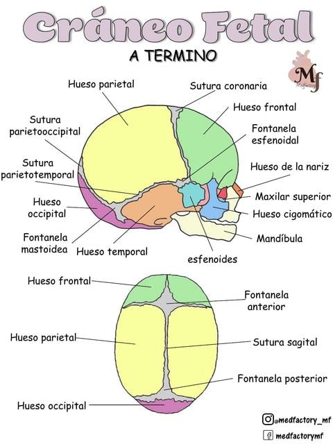 craneo fetal MF | Medfactory | uDocz