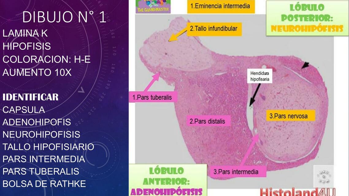 Histología Del Lóbulo Posterior Neurohipófisis Arnold Udocz
