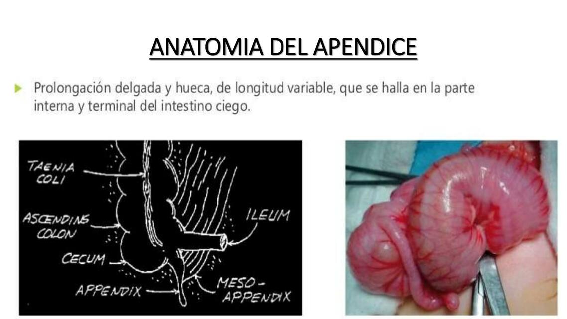 Anatomía del apéndice | Juan Escobar | uDocz