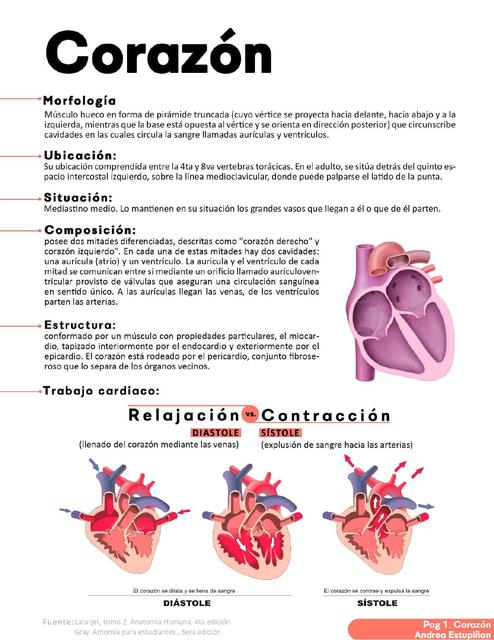Configuración externa de corazón y pericardio, guía rápida | Andrea ...