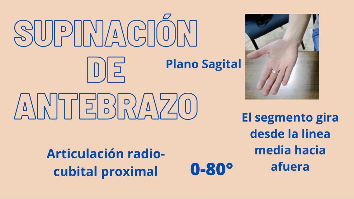 Supinación de antebrazo | Camila Ricaño | uDocz