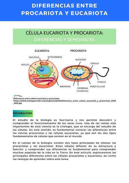 Diferencias entre procariota y eucariota | Facilitando tu estudio | uDocz