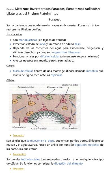 Metazoos Invertebrados Parazoos | CAMILA ZUNIGA ABARCA | uDocz