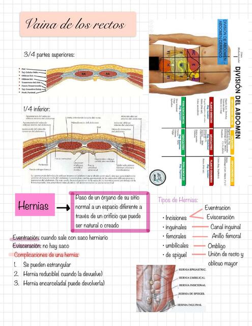 Hernia directa e indirecta | laurav98o | uDocz