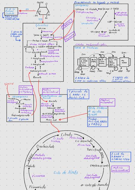 Mapa de vías metabólicas | MIGUEL ANTONIO ARRIZON PENA | uDocz