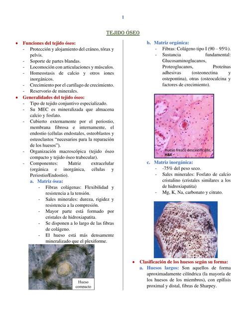 Tejido óseo | Benjamin Alave | uDocz