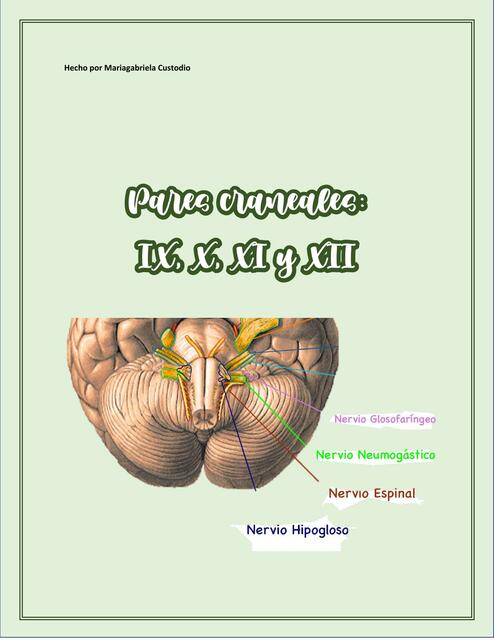 Resumen - Pares craneales: IX, X, XI y XII | Mariagabriela Custodio | uDocz