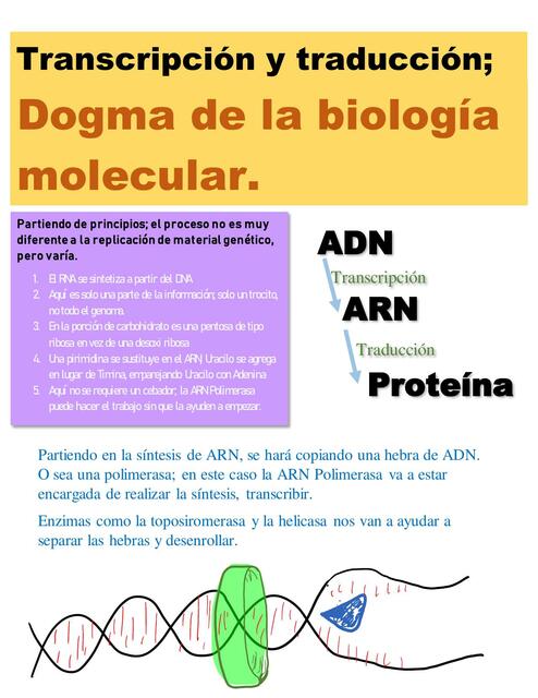 Transcripción y traducción Dogma de la biología molecular | Eduardo Somera SS | uDocz