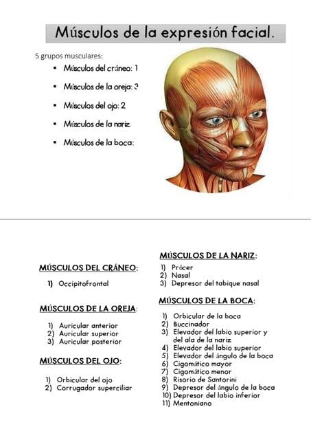 Músculos de la cabeza | Juan Pereira | uDocz