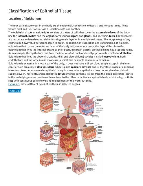 Ppt Lab Exercise Classification Of Tissues Epithelial